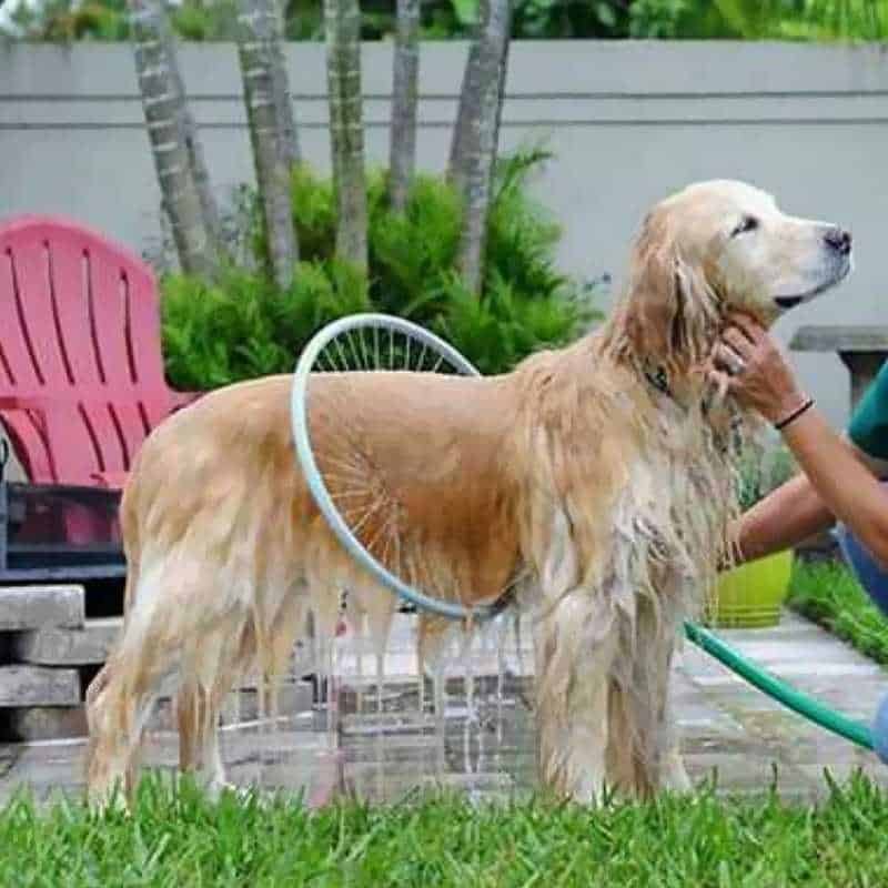 360 Degree Dog Shower Tool | DreamDealsDaily.com